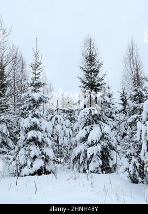 Fir trees under snow load in the end of January Stock Photo - Alamy