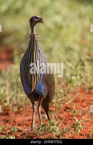 Vulturine guineafowl, Acryllium vulturinum, large african bird, cobalt ...