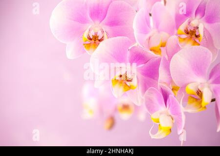 photo pf pink orchid flowers Stock Photo - Alamy