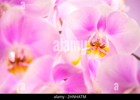 beautiful orchids pink flowers Stock Photo - Alamy