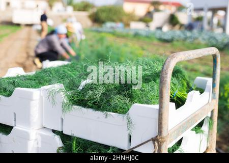 Crates with harvest of ripe dill on field Stock Photo - Alamy
