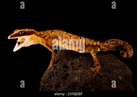 Aeluroscalabotes felinus / Cat gecko Stock Photo - Alamy
