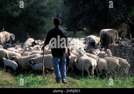 Sheep Sheeps Greek Greece shepherd herdsman cattle Stock Photo - Alamy