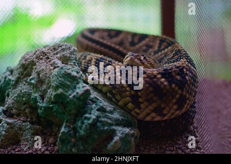 Snakes in animal sanctuary, Costa Rica Stock Photo - Alamy