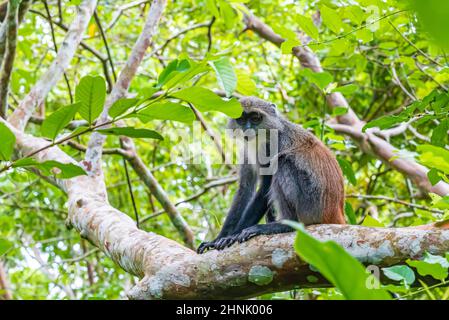 Photo of Red Colobus monkey copulating on the branch. Zanzibar ...