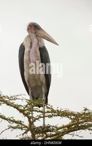 Marabou stork in Nairobi, Kenya Stock Photo - Alamy