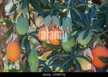 Loquat leaves and fruits. Mature and immature items Stock Photo - Alamy