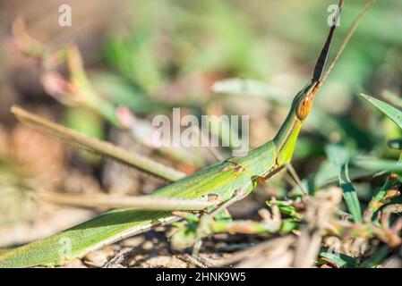 Acrida turrita, a Slantface Grasshoppers Stock Photo - Alamy