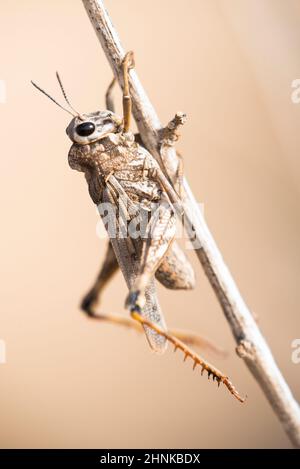 (Dericorys lobata luteipes), female, an endemic locust of the Canary ...