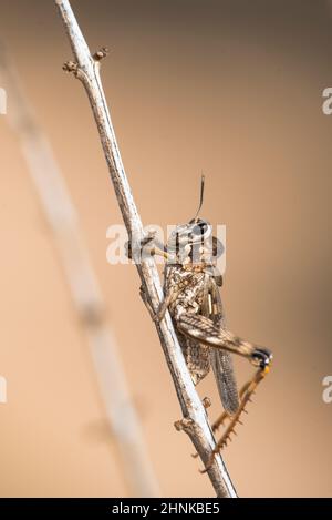 (Dericorys lobata luteipes), female, an endemic locust of the Canary ...