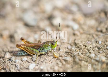 Club-legged Grasshopper or Siberian Locust (Gomphocerus sibiricus ...