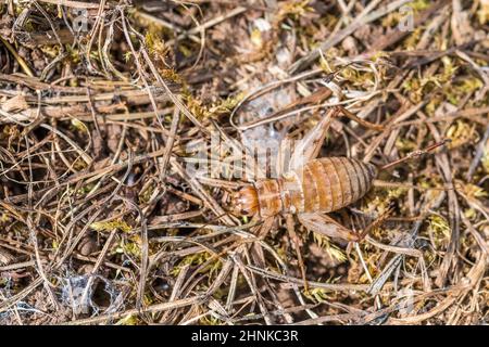 Wingless house-cricket (Gryllomorpha dalmatina), female Stock Photo - Alamy