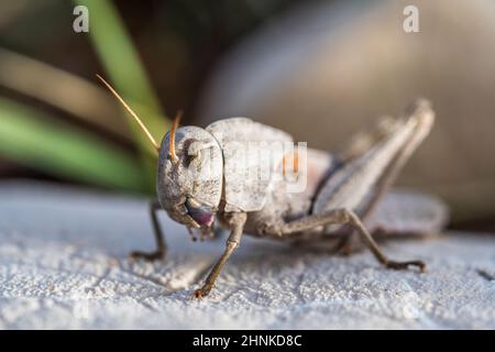Migratory locust (Locusta migratoria) juvenile Stock Photo - Alamy