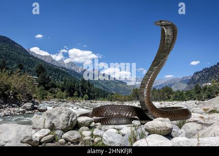 The Javan spitting cobra (Naja sputatrix) also called the southern ...