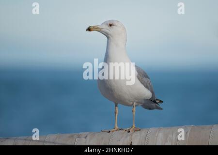 Yellow-legged gull (scientific name larus michahellis) typical ...