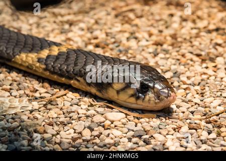 The snouted cobra (Naja annulifera), also called the banded Egyptian ...