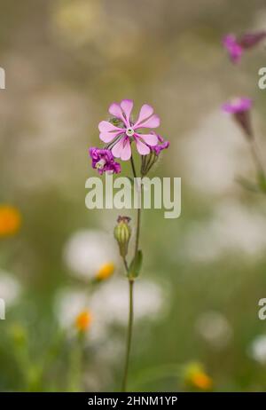 Pink Pirouette, Silene colorata flowering in spring field, Andalusia ...