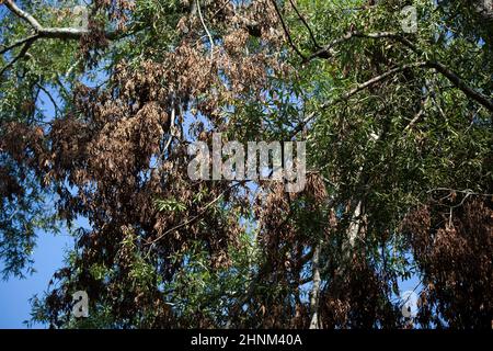 Dead brown leaves on an otherwise healthy tree Stock Photo - Alamy