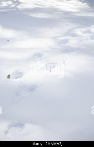 Human tracks leading down a path deep in the snow Stock Photo - Alamy