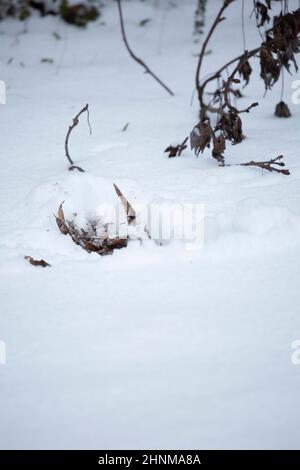 Dead leaves, partially dug up by an animal, covered in snow Stock Photo ...