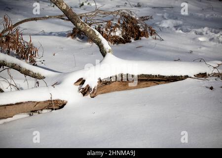 Fallen tree limb partially covered in a snowy blanket Stock Photo - Alamy