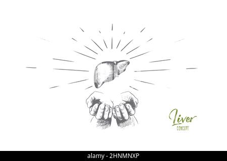 Liver concept. Hand drawn human liver anatomy in hands. Part of human ...