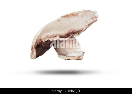 Large flat mushroom picked and isolated on a white background with ...
