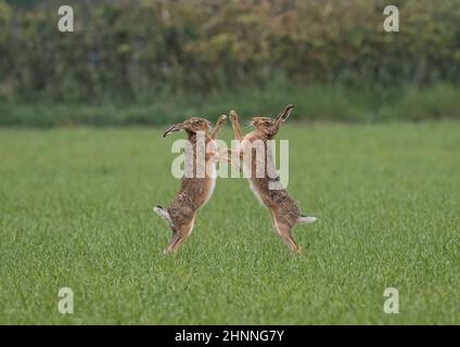 Mad March Hares. A pair of Classic Boxing Hares,. Male & Female with ...