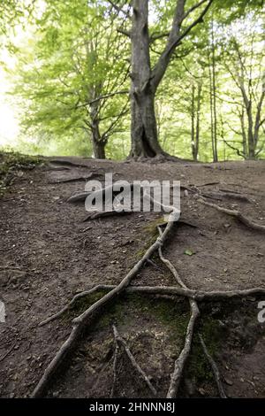 Millennial tree detail in a spooky forest in nature Stock Photo - Alamy