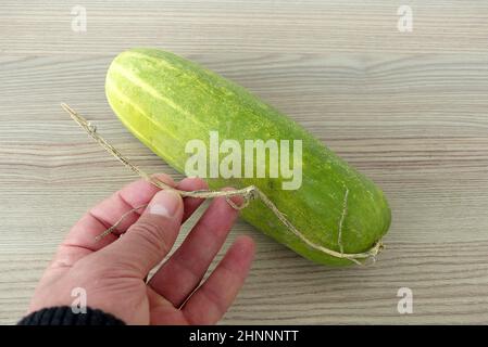 large gherkin separated to get seeds, seed gherkin Stock Photo - Alamy