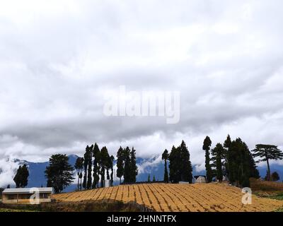 The Sweet and organic plums grown at Fu Shou Shan Farm mountain in ...