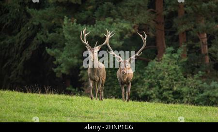 Two red deer stags approaching on a green meadow in autumn from front ...