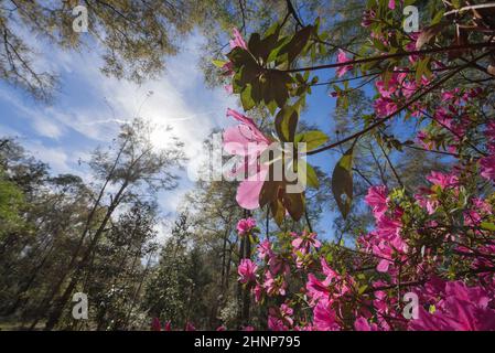 Native red rhododendron blooming in coniferous forest in E.C. Manning ...