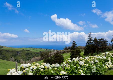 Beautiful rows of hydrangea flowers on the northern coast of Flores ...