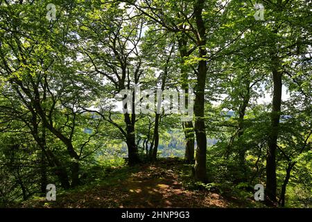 Follow the path to the edge of the forest, then the forest reveals the ...