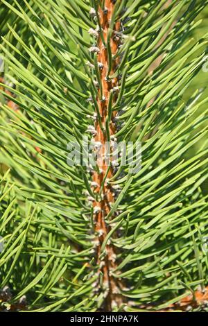 Branches of young cedar. Texture background, close-up Stock Photo - Alamy