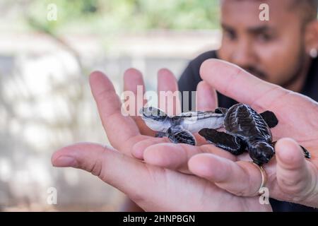 Cute black turtle baby on hands at Turtle breeding station in Bentota ...