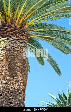 High palm tree against blue sky Stock Photo - Alamy