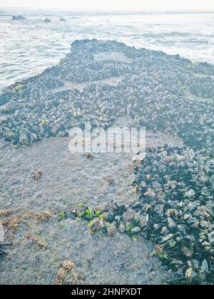 Patches of mussels in Maukatia Bay in Auckland, New Zealand Stock Photo ...