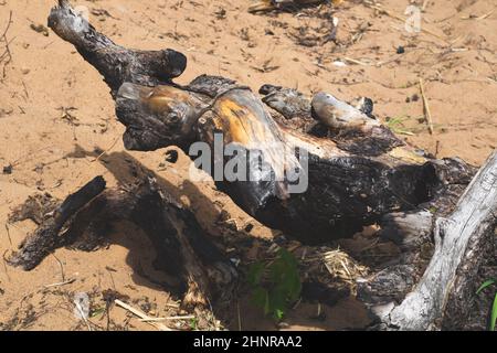 Place for bonfire. half burned wooden log Stock Photo - Alamy