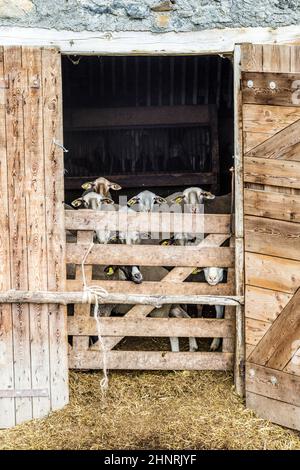 nosy goats are looking out of the stable Stock Photo - Alamy