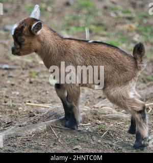 A cute, fluffy baby goat standing on the rocks, can be used for a ...
