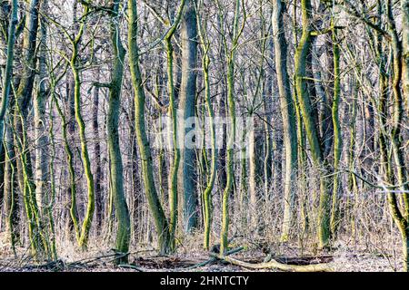 detail of forest in Vienna, the Wienerwald forest Stock Photo - Alamy