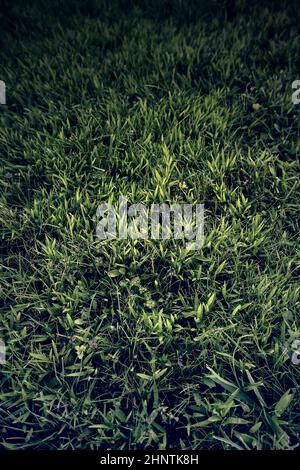 Detail of an abandoned and uncared for lawn Stock Photo - Alamy