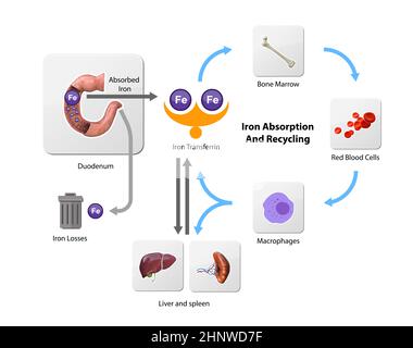Iron metabolism. from liver, intestine and spleen. Ferrum circulation ...