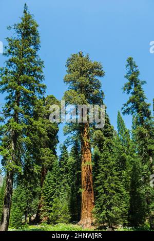 tall and big sequoias in beautiful sequoia national park Stock Photo ...