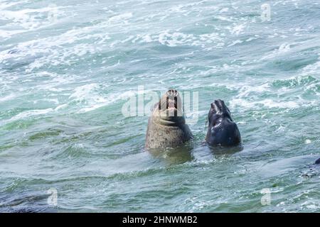 shouting male young sealion in the ocean Stock Photo - Alamy