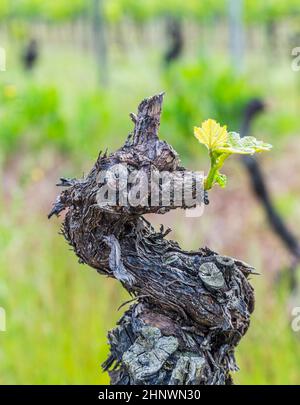 Old vine tree stem in a vineyard in Bingen Stock Photo - Alamy