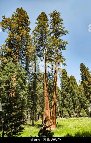 tall and big sequoias in beautiful sequoia national park Stock Photo ...