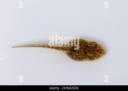 Water-holding Frog (Cyclorana platycephala) breaking from skin ...